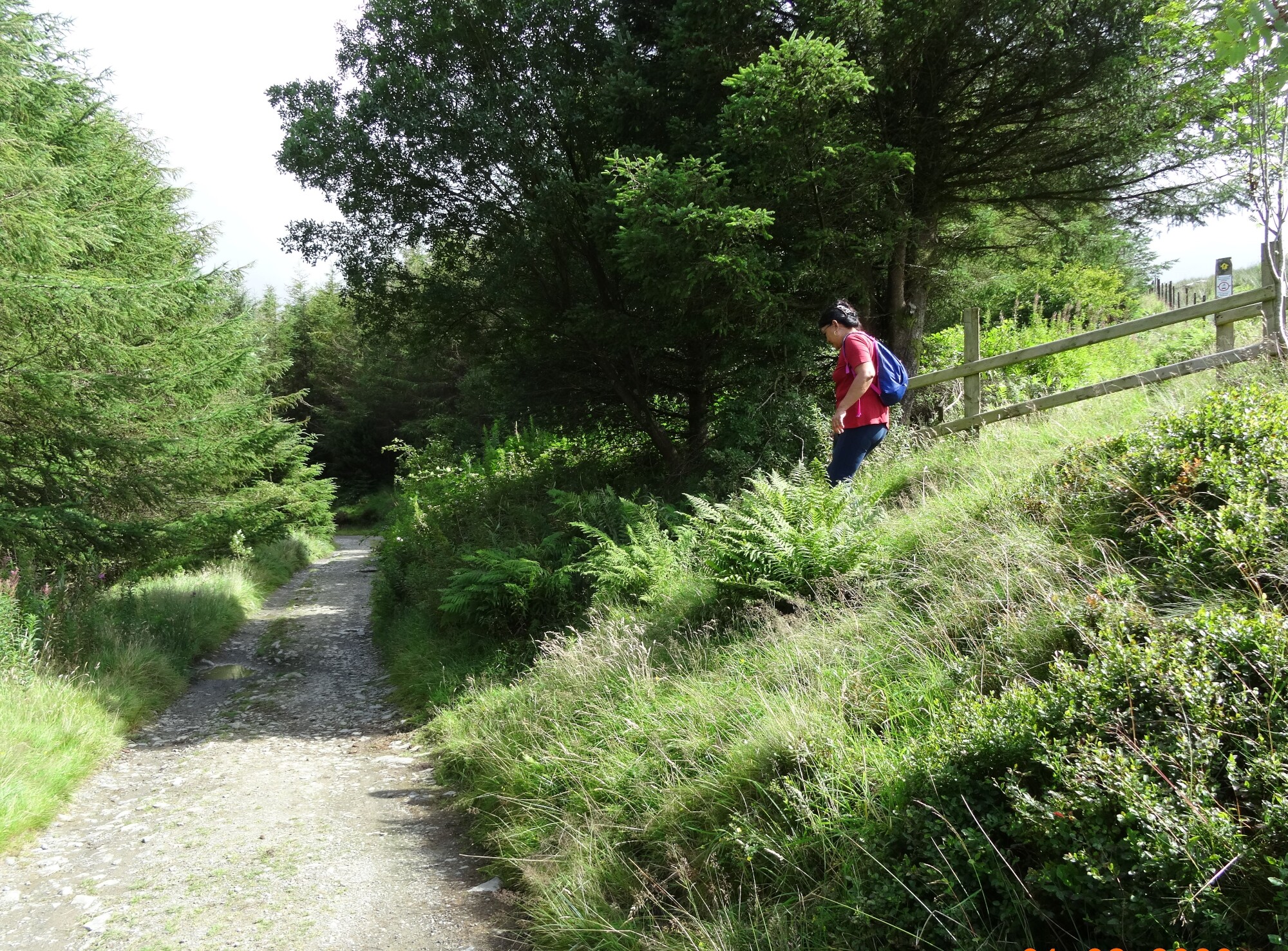 Craig y Pistyll Gorge and Llyn Syfydrin - Rachel Seabrook