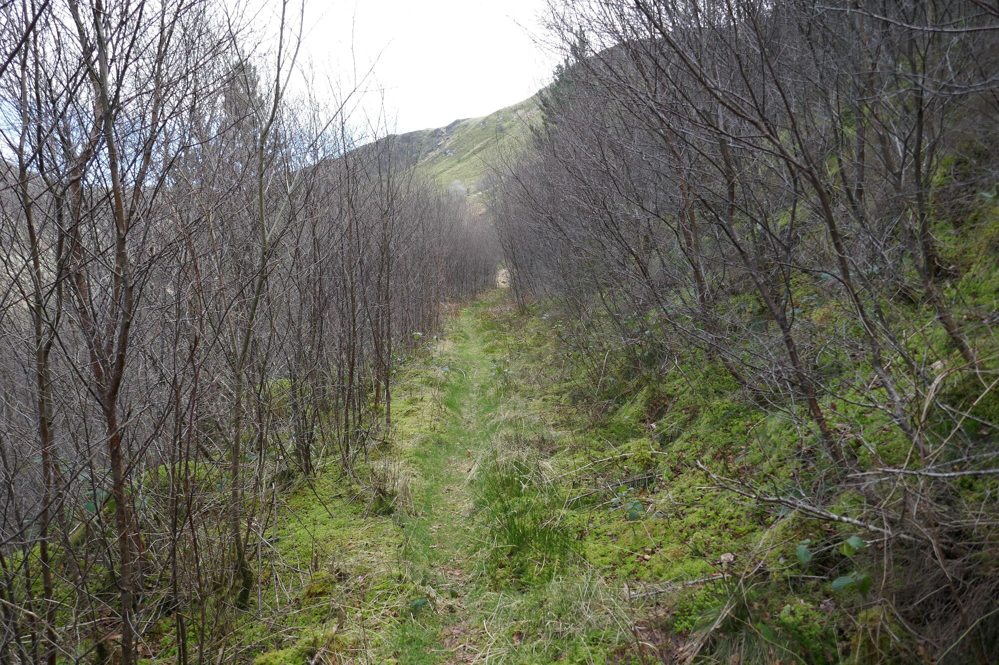 Cwm Cyneiniog, Esgair Goch (455m/1,493 ft), and Pen Craig y Pistyll ...