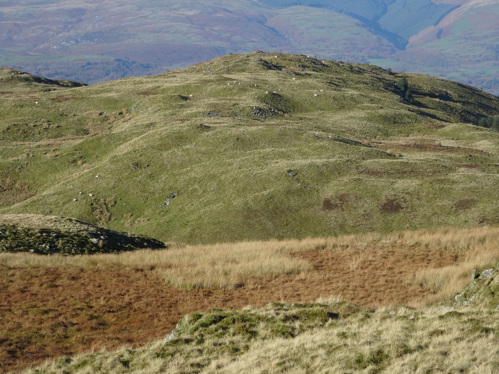 Moel y Llyn (521m/ 1,709ft) - Rachel Seabrook